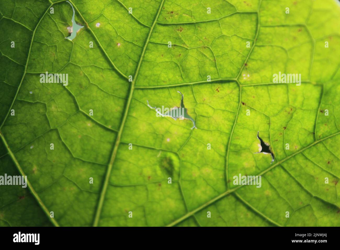 Green leaf patterns hi-res stock photography and images - Alamy