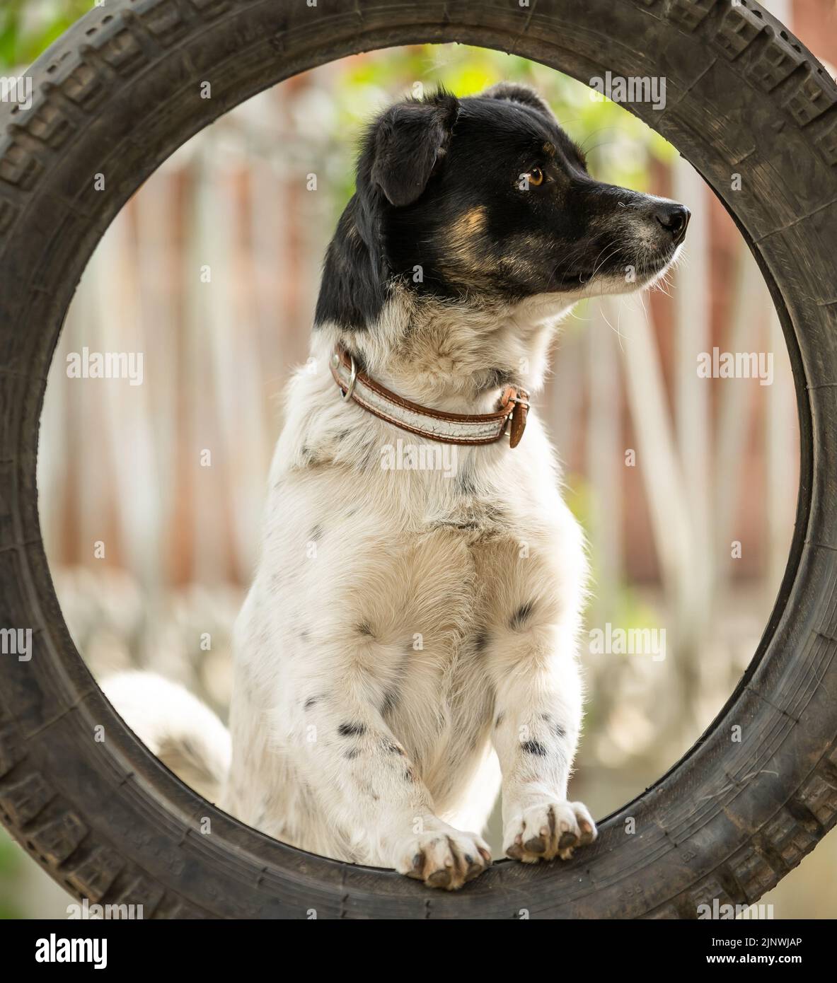 Beautiful white little smart dog Stock Photo - Alamy