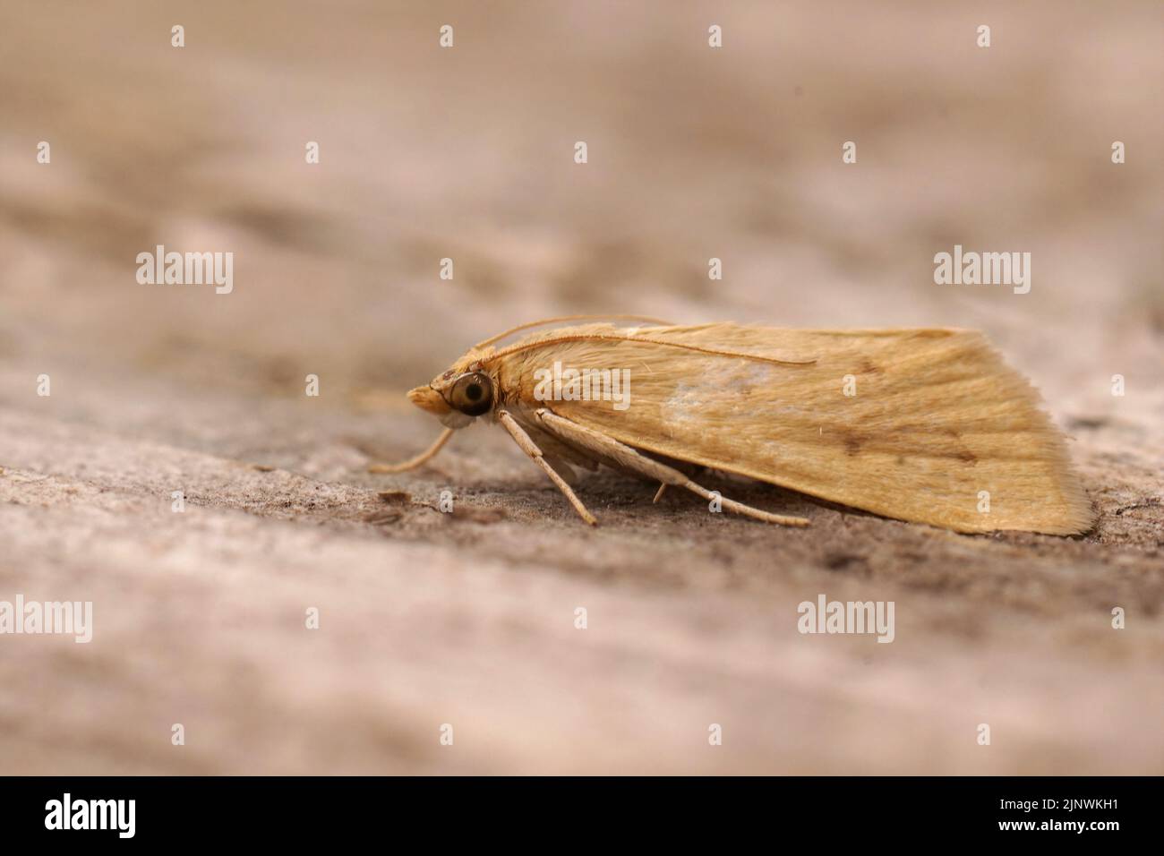 Nudalis hi-res stock photography and images - Alamy