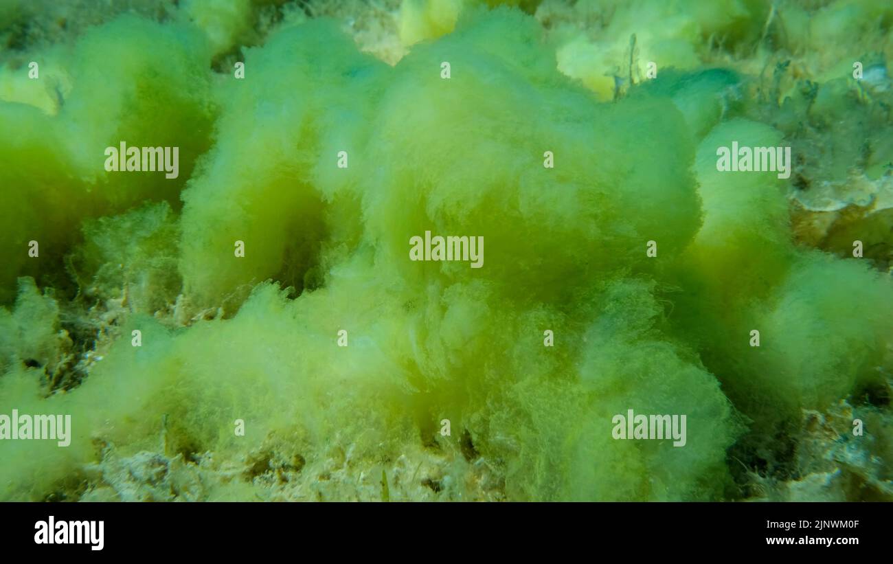 Close-up of seabed covered with Filamentous algae (Acinetospora crinita ...