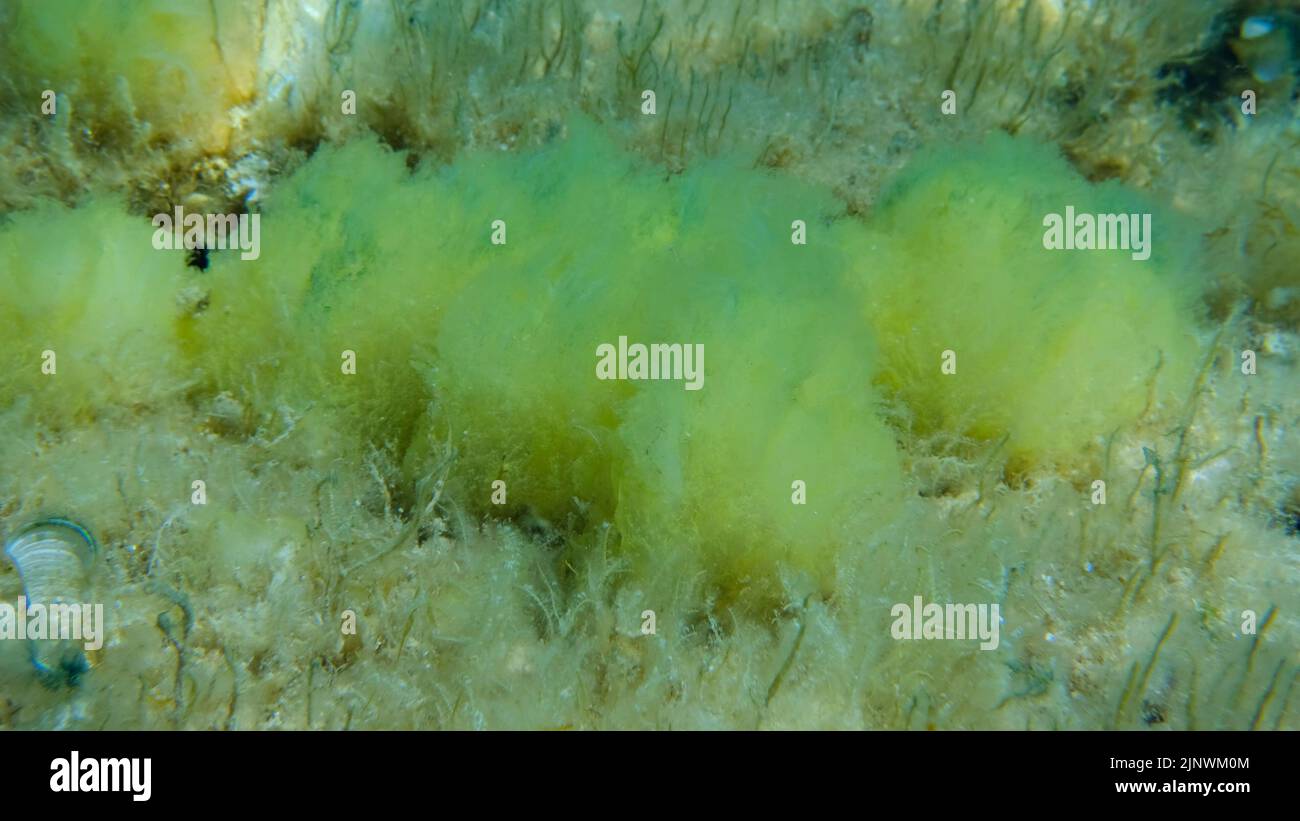 Filamentous algae hi-res stock photography and images - Alamy
