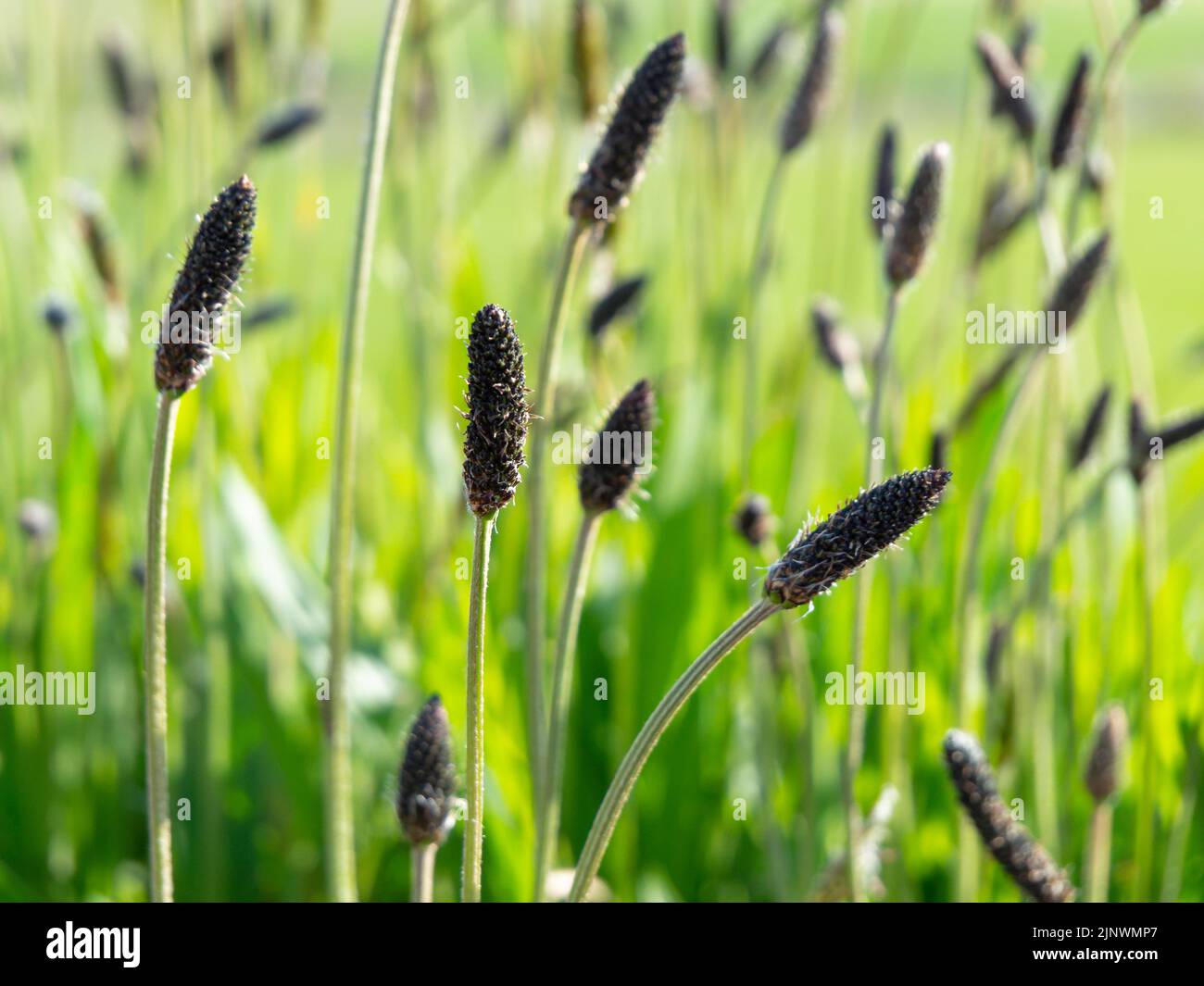 Grasses seeds close up hi-res stock photography and images - Alamy