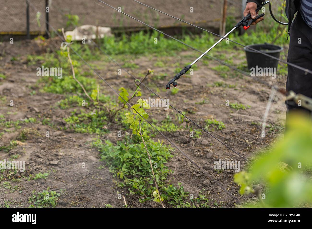 elderly farmer spraying vineyard from a hand pump Stock Photo - Alamy