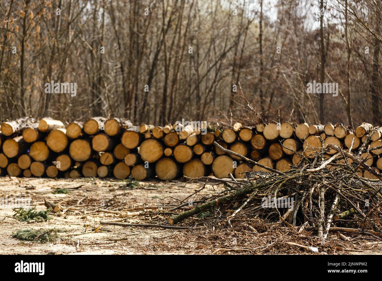 Trees cut down for biomass hi-res stock photography and images - Alamy
