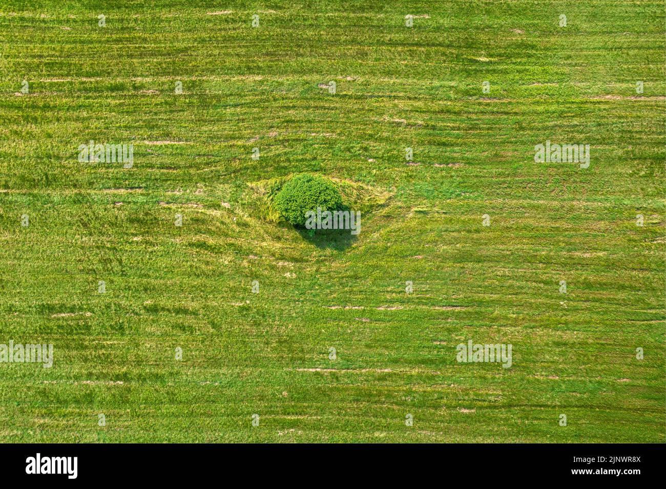 Single tree in the field top aerial view. View from above on lonely ...