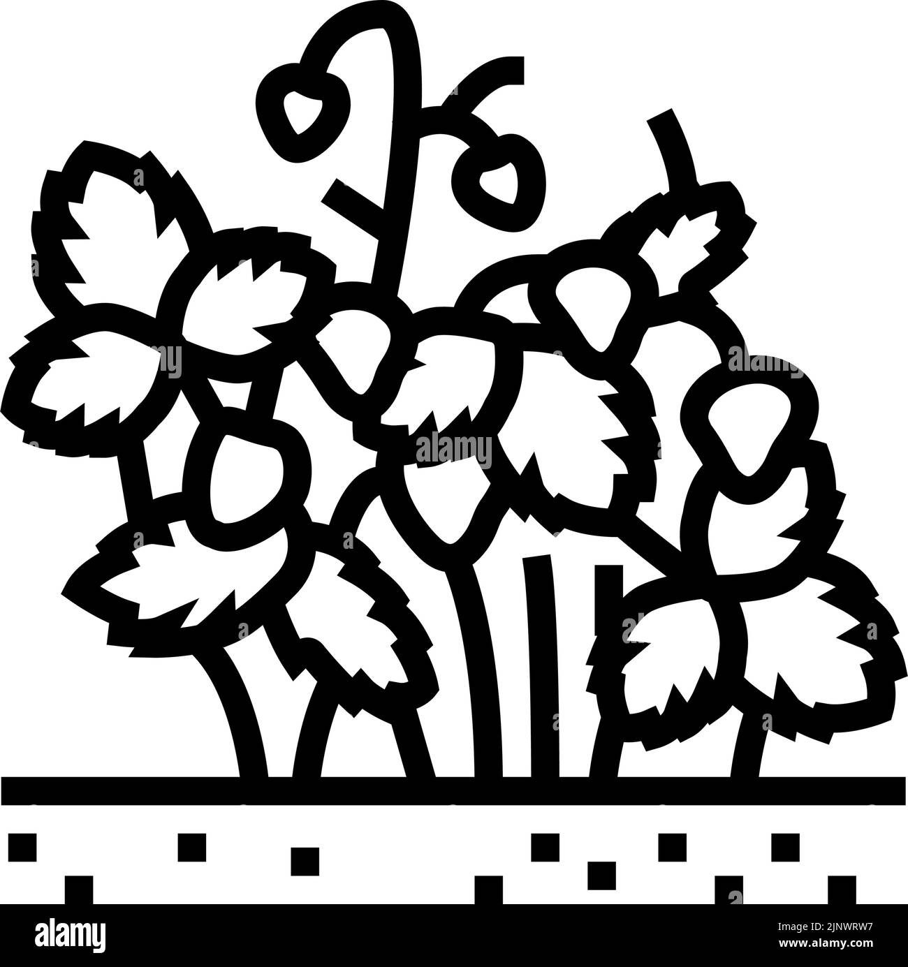 strawberry bush plant line icon vector illustration Stock Vector Image ...