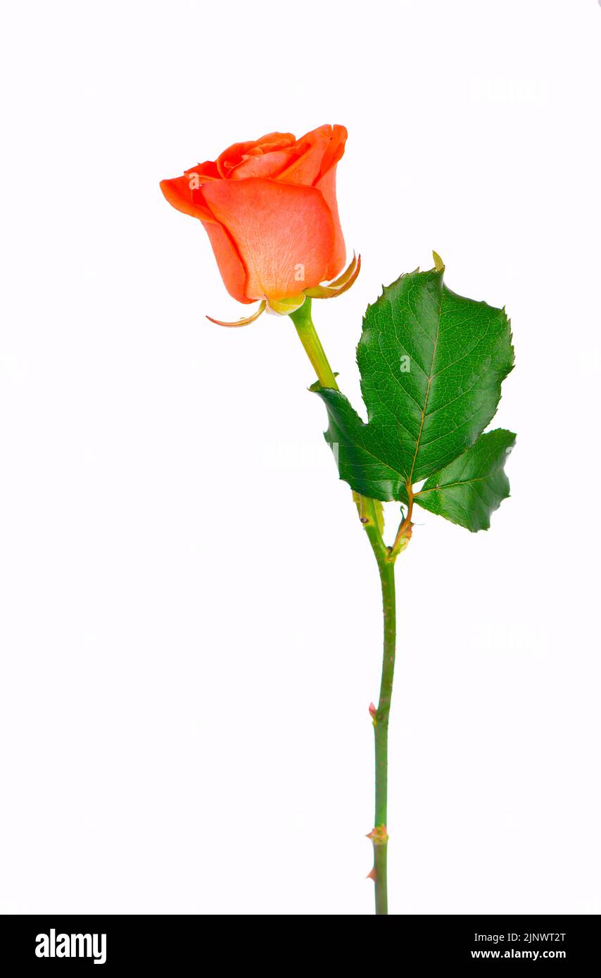 Single red rose flower hi-res stock photography and images - Alamy