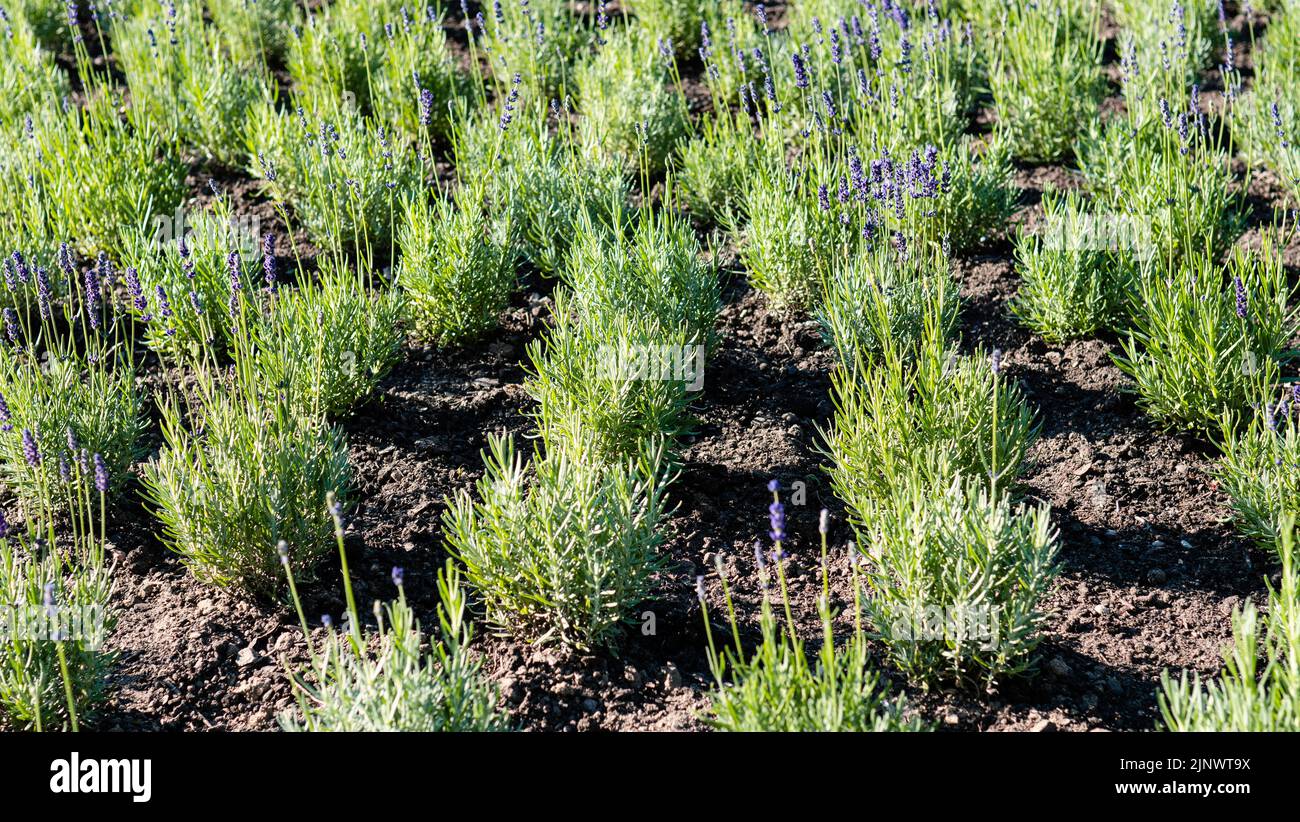 City urban gardening background. Lavender bushes blooming in the city ...