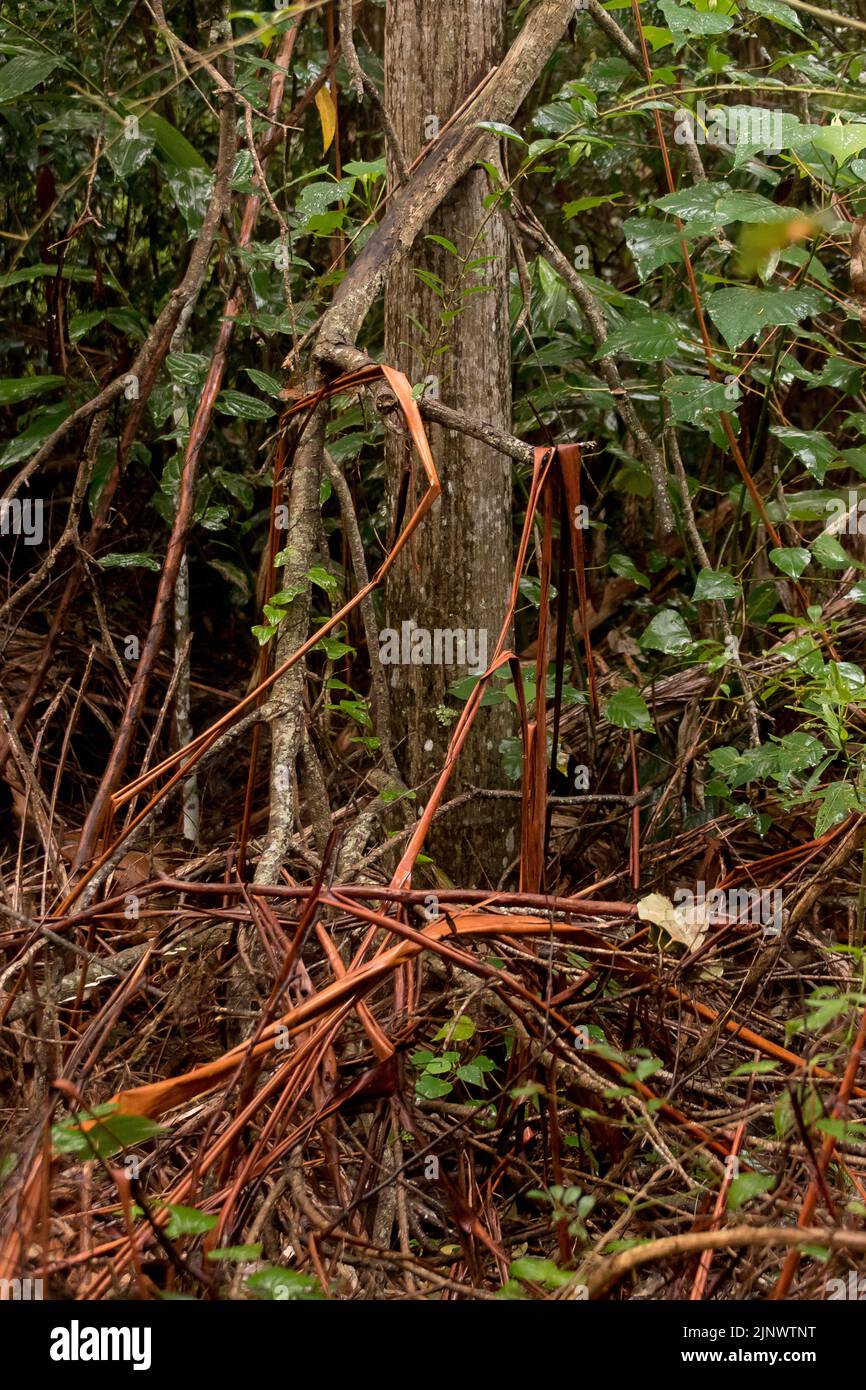 Base of gum tree with piles of dead leaves and bark on forest floor ...