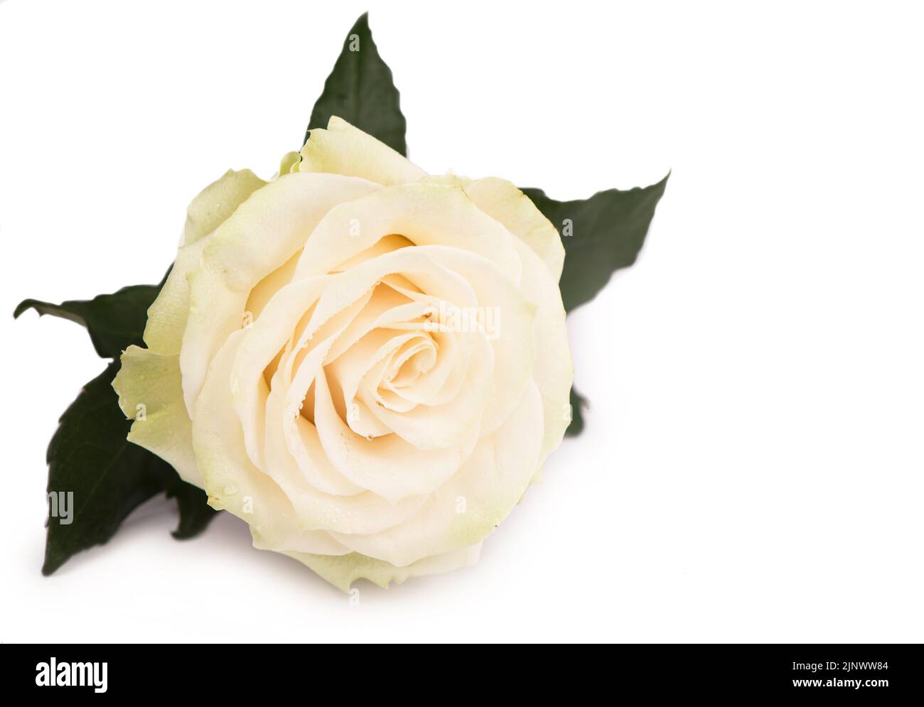 one white rose on a white background Stock Photo - Alamy