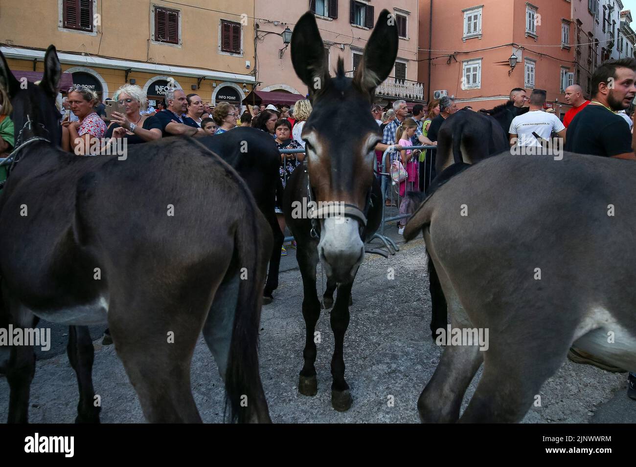 Pula, Croatia. 13th Aug, 2022. Donkeys are seen during famous Donkey ...
