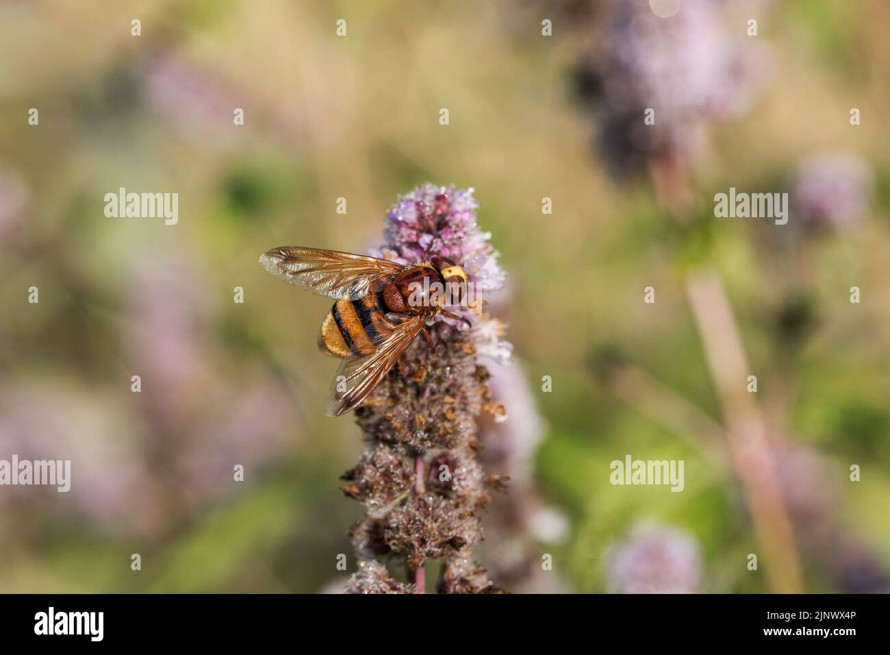 Hornet Hoverfly; Volucella zonaria; on Mint; UK Stock Photo - Alamy