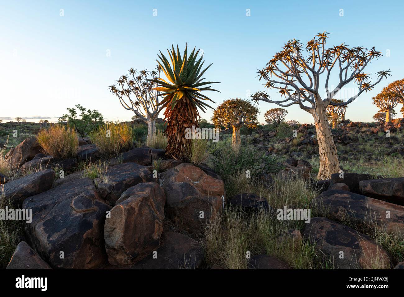 Quiver trees and aloe between rocks Quiver Tree Forest Namibia Stock ...