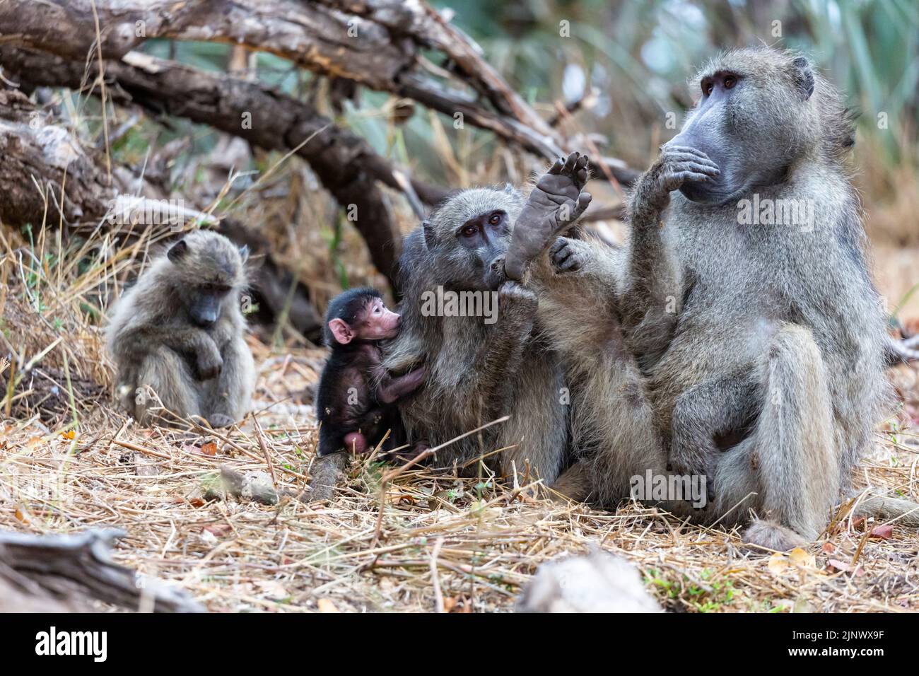 Baboon family relaxing in the sun Kruger NP South Africa Stock Photo ...