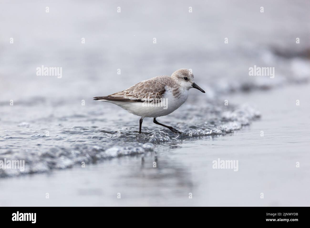 Sanderling calidris alba in hi-res stock photography and images - Alamy
