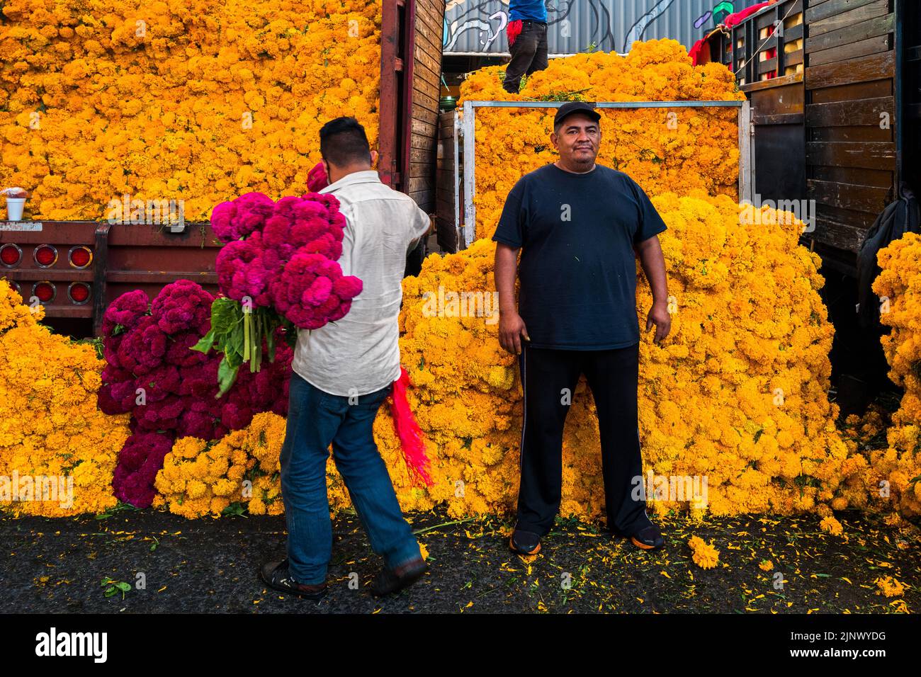 A Mexican farmer stands in front of the piles of marigold flowers (Flor ...