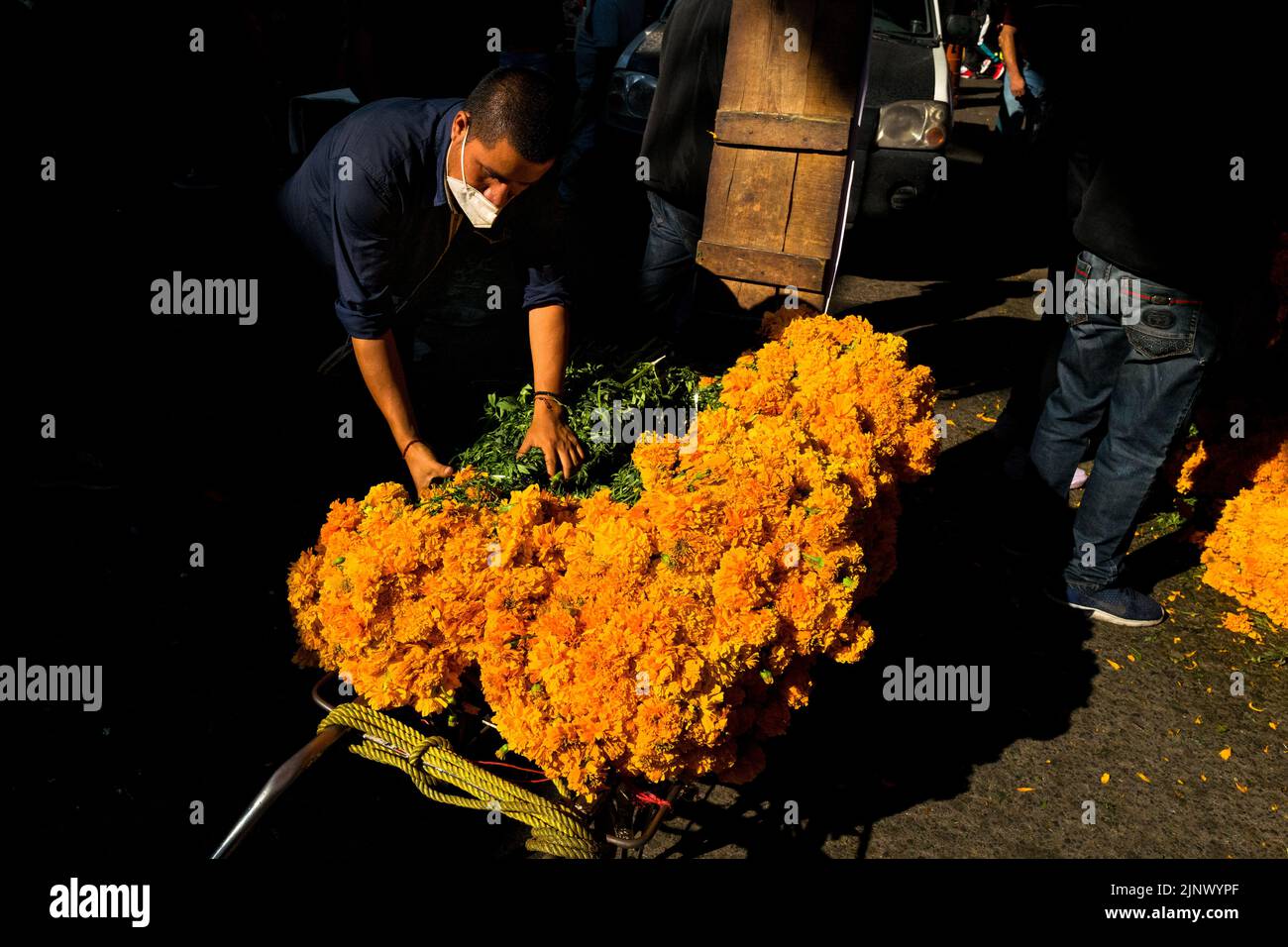 A Mexican man carries bunches of marigold flowers (Flor de Muertos) for ...