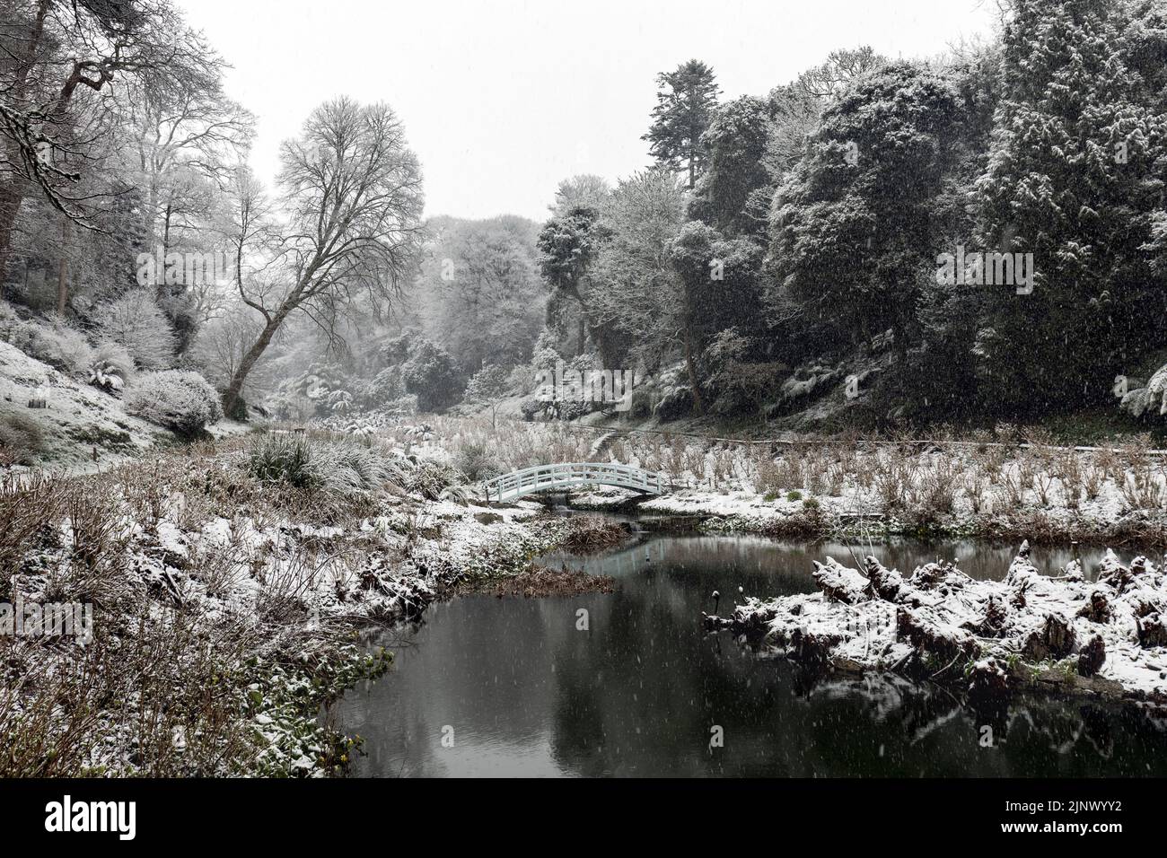 Trebah Garden; Snow; Cornwall; UK Stock Photo - Alamy