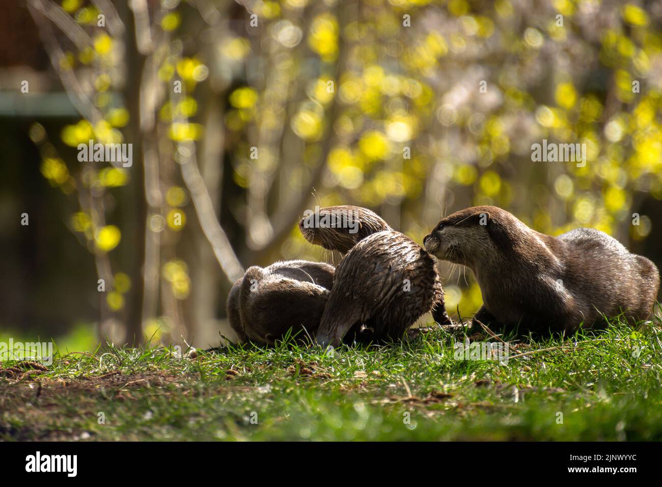 A family of three Asian short clawed otters sitting on the grass ...