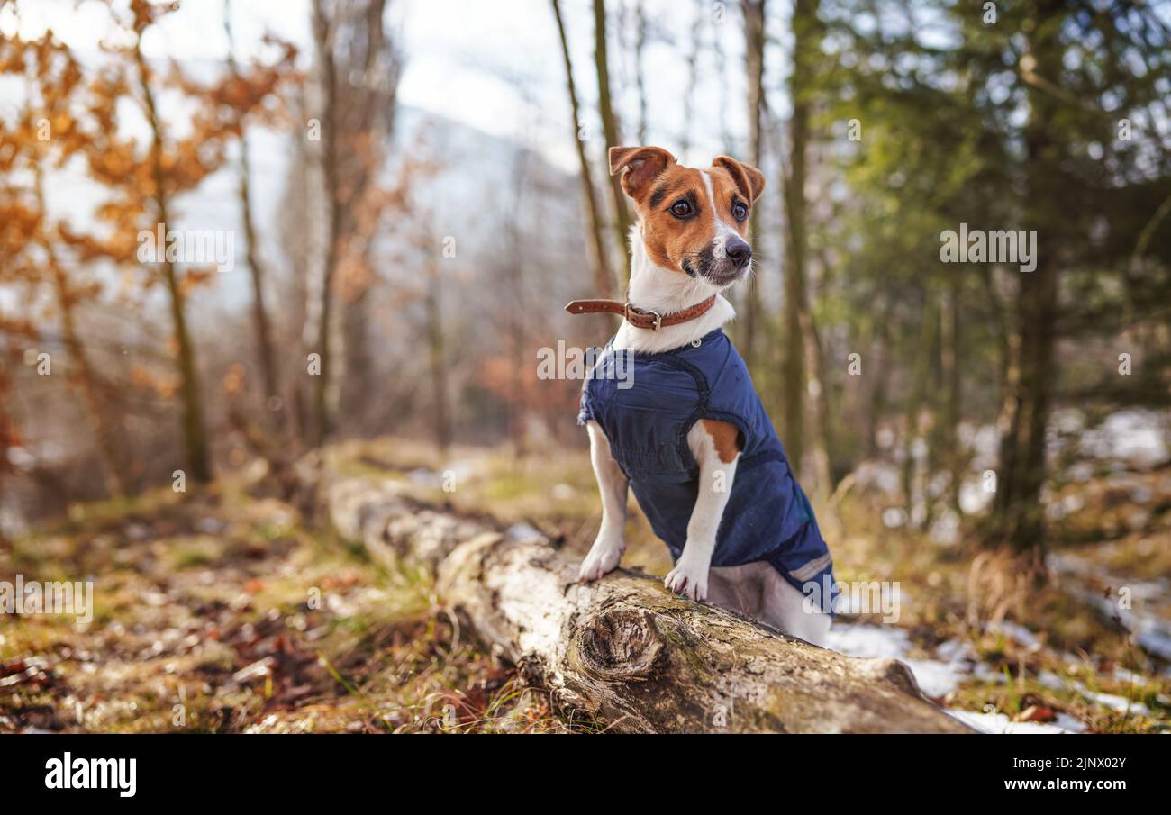 Small Jack Russell terrier in dark blue winter jacket leaning on fallen ...