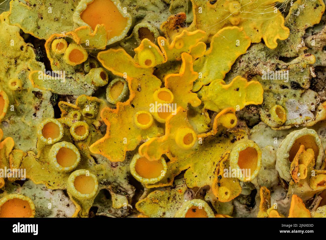 Yellow maritime sunburst lichen - Xanthoria parietina - abstract ...