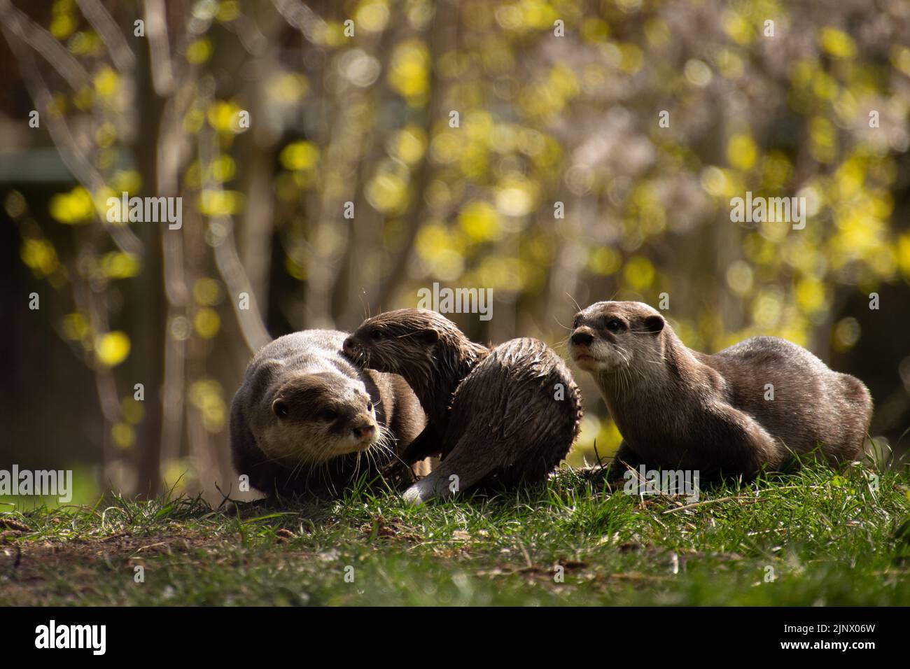 A family of three Asian short clawed otters sitting on the grass ...