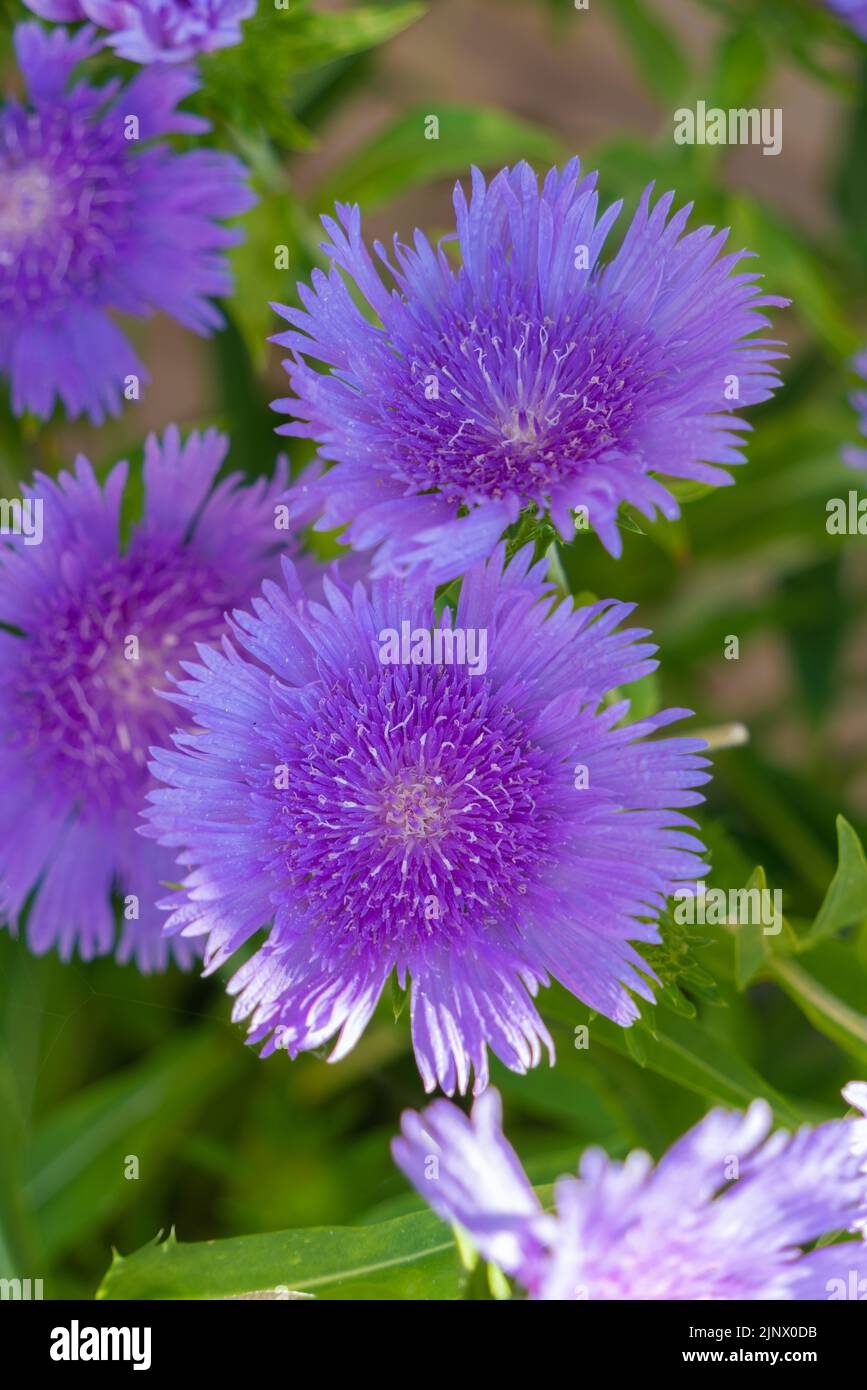 Stokes aster, Peachie's Pick, native American, wildflower, Asteraceae ...