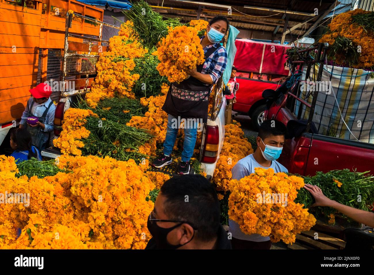 Mexican peasants sell bunches of marigold flowers (Flor de Muertos) for ...