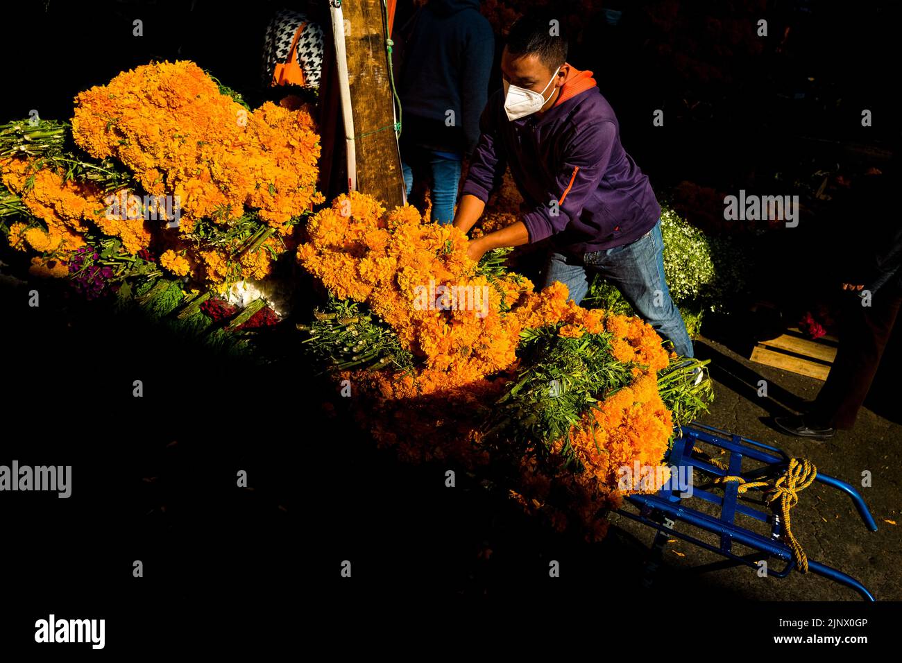 A Mexican man carries bunches of marigold flowers (Flor de Muertos) for ...