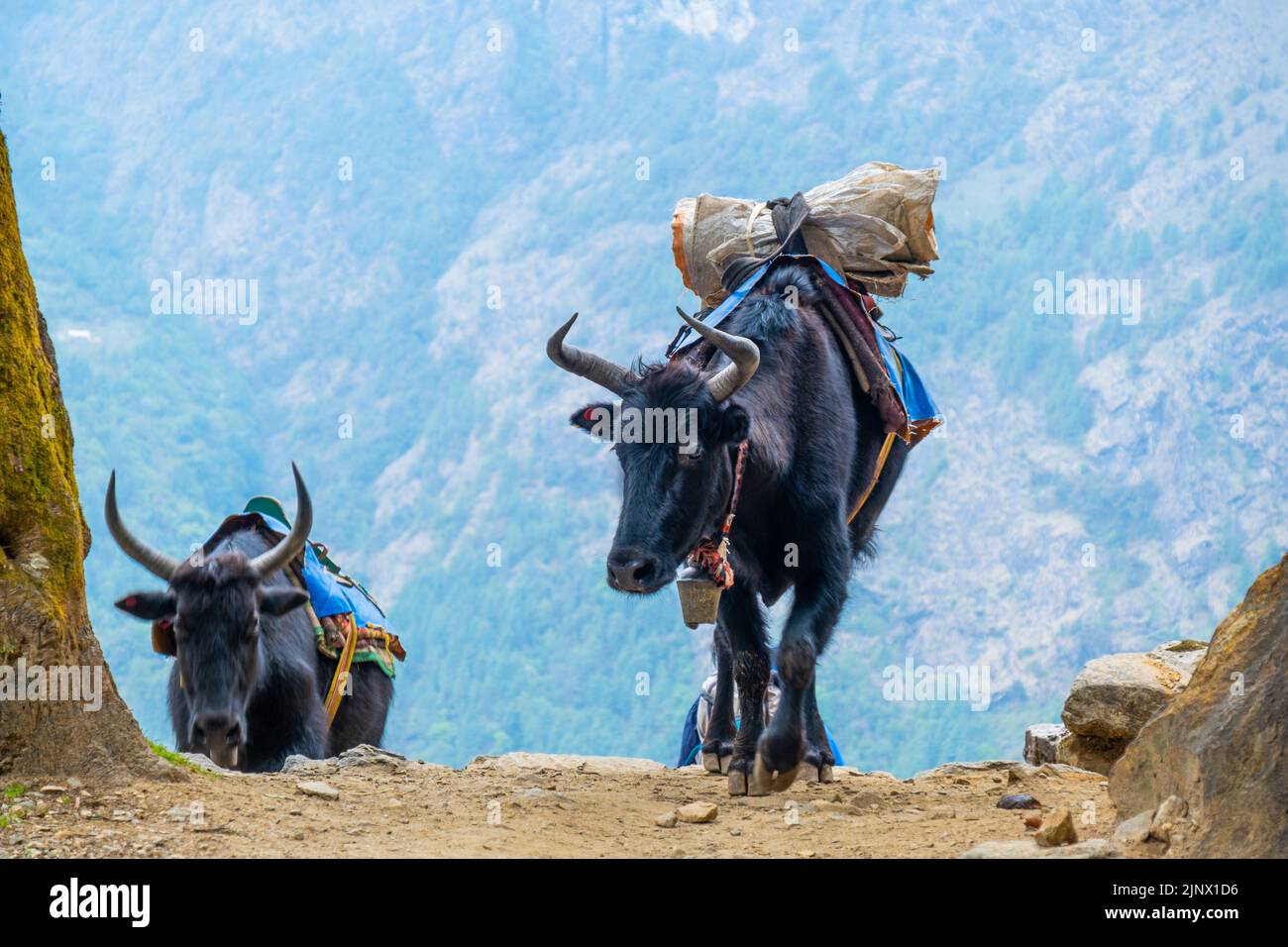 Portrait of yak with heavy load on the trail from Lukla to Namche ...