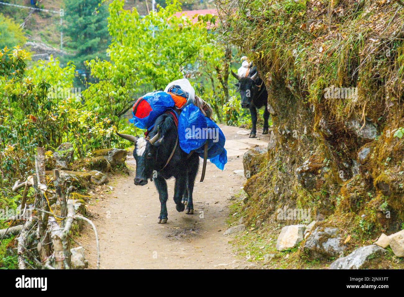 Village bazaar on the trail to everest from lukla nepal hi-res stock ...