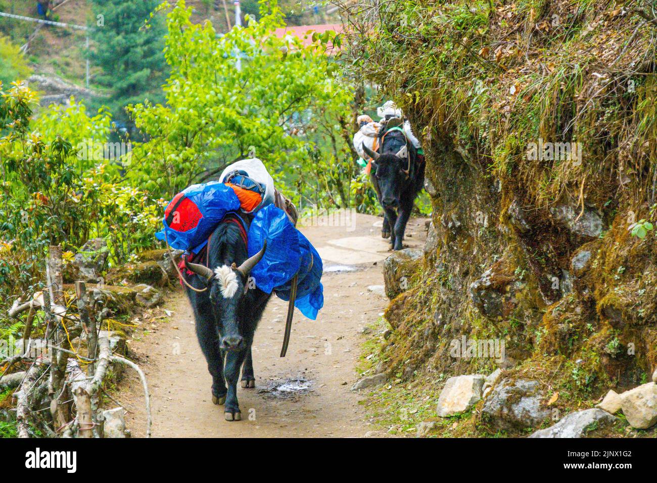 Portrait of yak with heavy load on the trail from Lukla to Namche ...