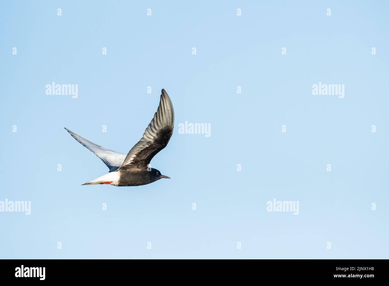 A white-winged tern in flight / camargue / France Stock Photo - Alamy