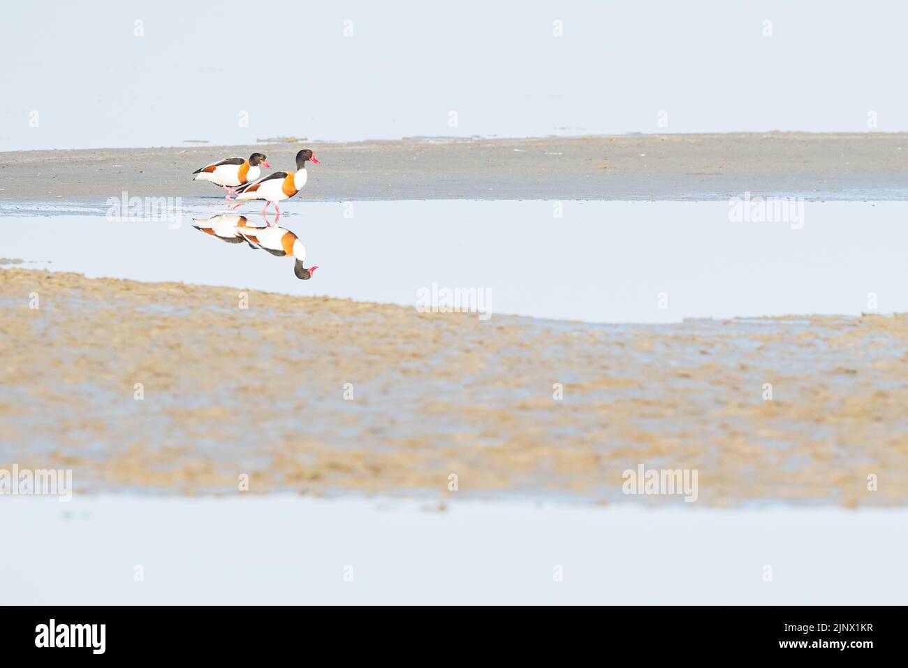 a pair of shelducks with their reflection in the water in the camargue ...