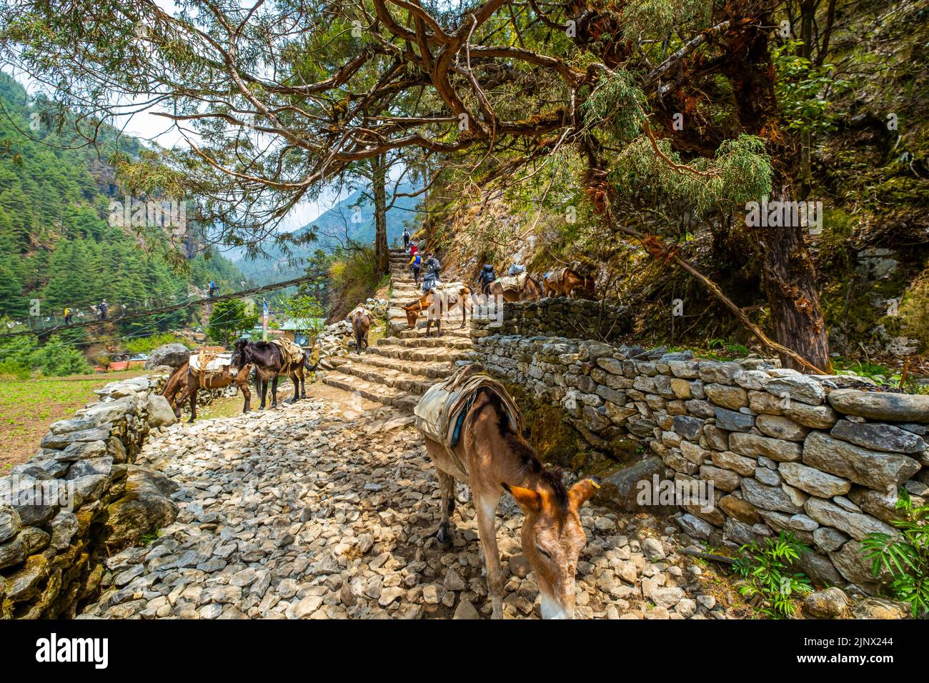 Tourist and Nepali walking from Namche bazaar to Lukla with a group of ...