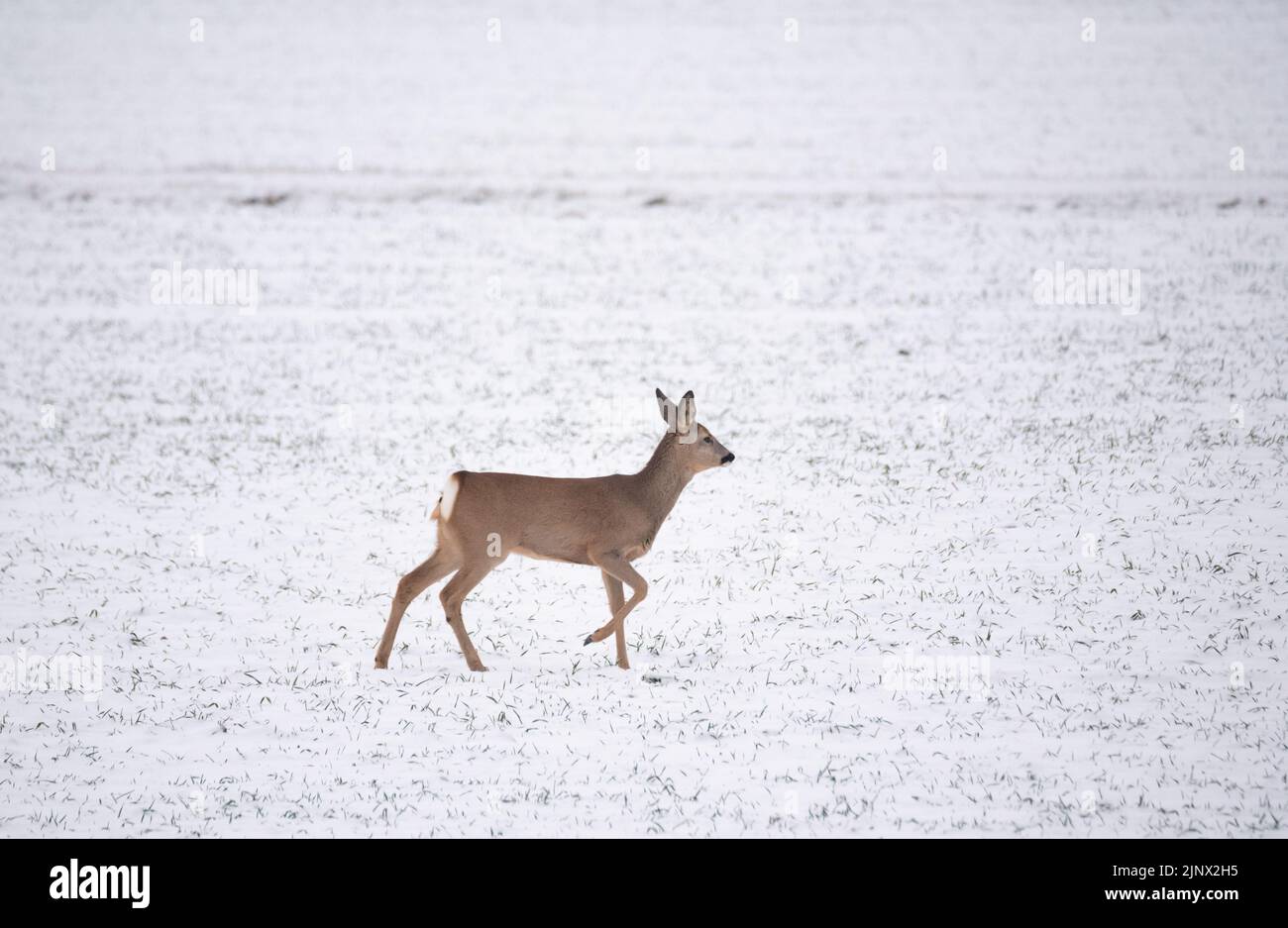 Roe deer in a field covered with snow. In winter, a deer grazes in a ...