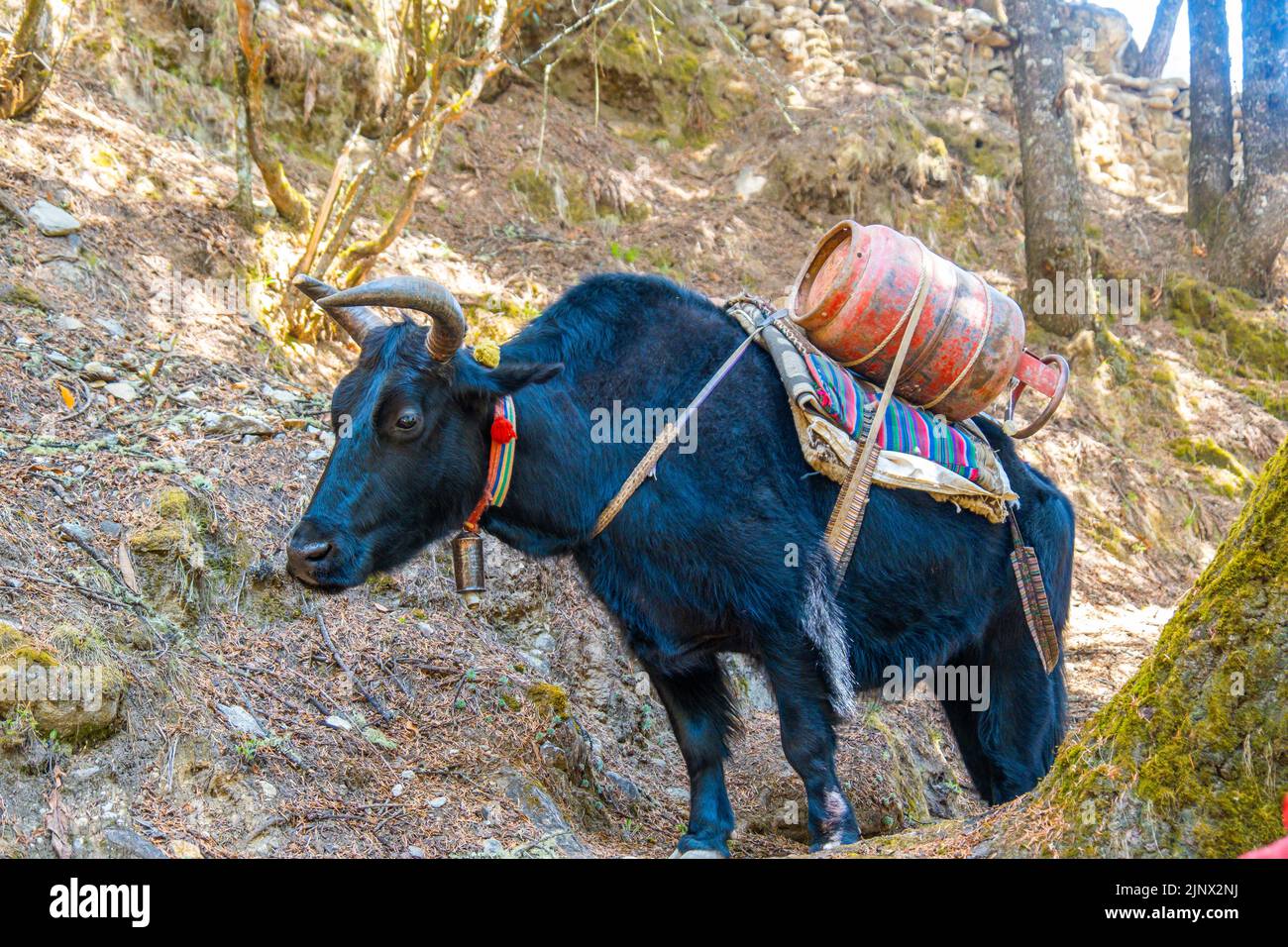 Portrait of yak with heavy load on the trail from Lukla to Namche ...