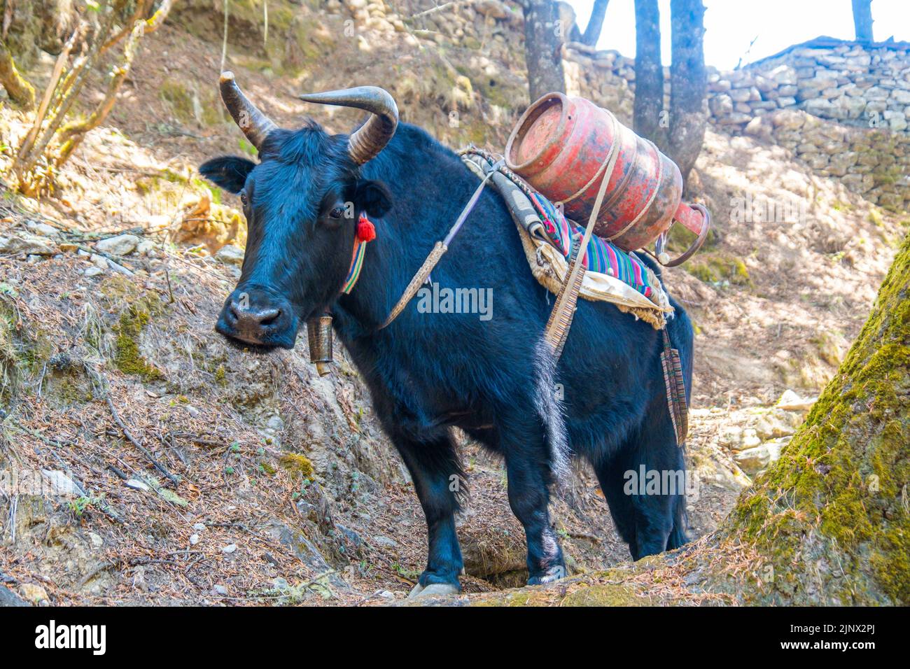 Portrait of yak with heavy load on the trail from Lukla to Namche ...