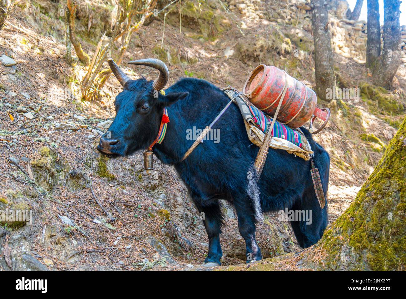 Portrait of yak with heavy load on the trail from Lukla to Namche ...