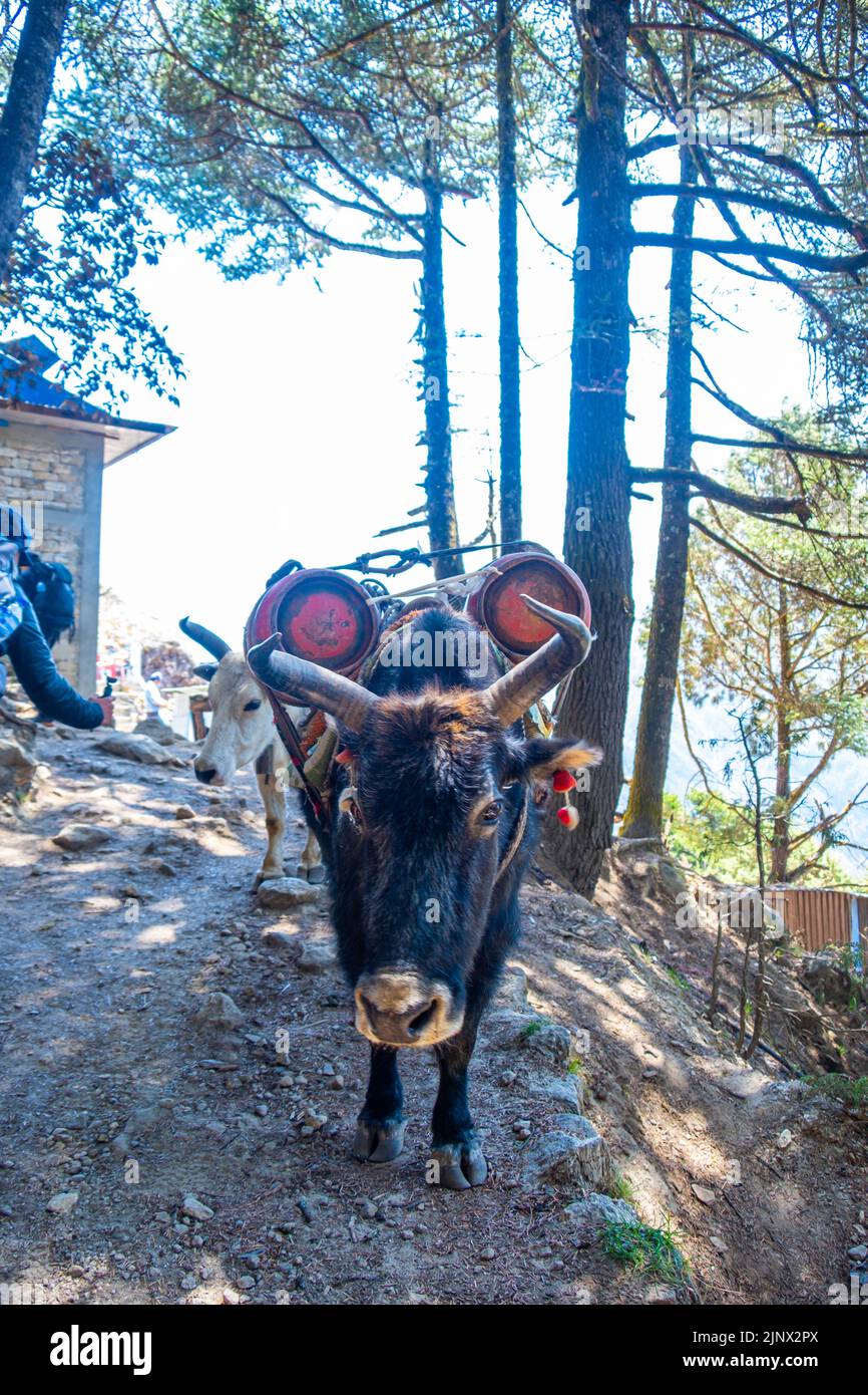 Portrait of yak with heavy load on the trail from Lukla to Namche ...