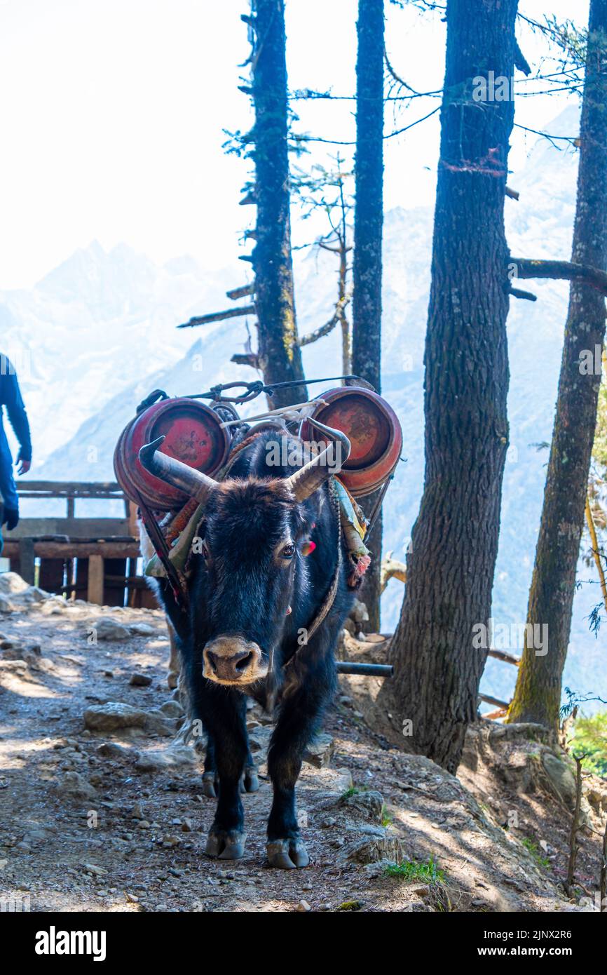Portrait of yak with heavy load on the trail from Lukla to Namche ...