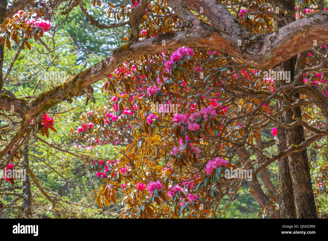 Himalaya Mountains range with magnificent blossoms rhododendrons ...