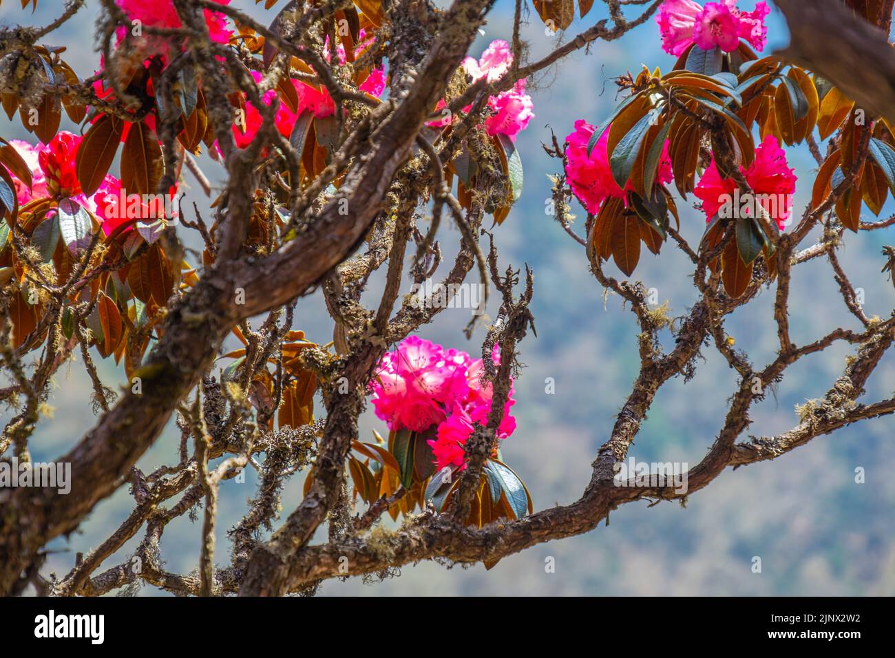 Himalaya Mountains range with magnificent blossoms rhododendrons ...