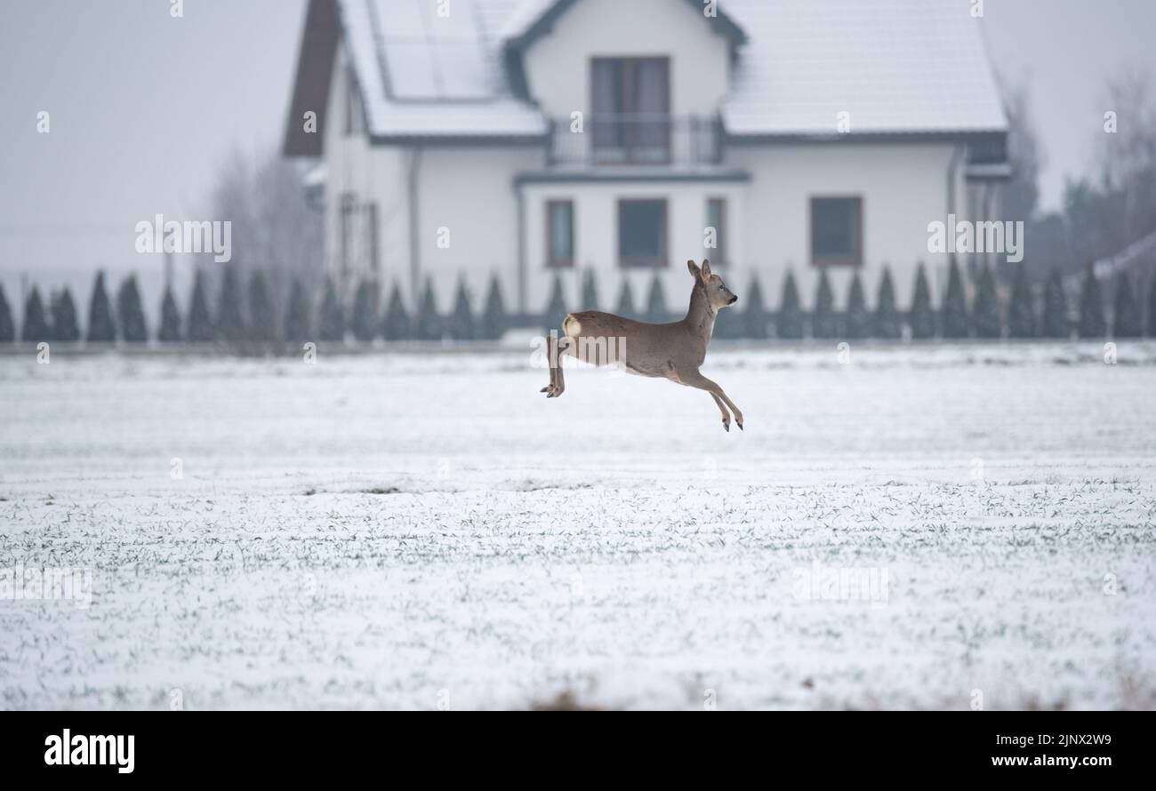 Roe deer in a field covered with snow. In winter, a deer grazes in a ...