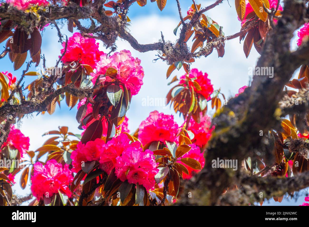 Himalaya Mountains range with magnificent blossoms rhododendrons ...