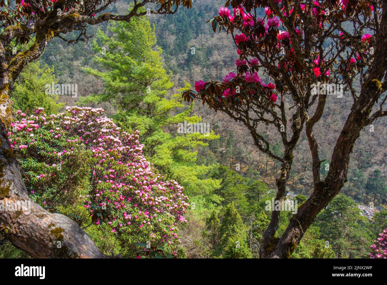 Himalaya Mountains range with magnificent blossoms rhododendrons ...