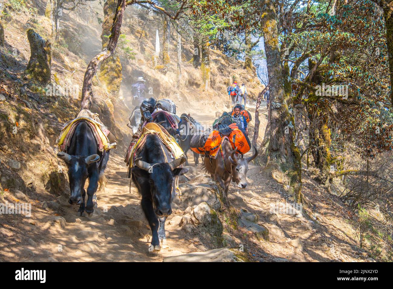 Group of domestic Yak caravan carrying tourist stuff on the way to Everest base camp in Nepal ...