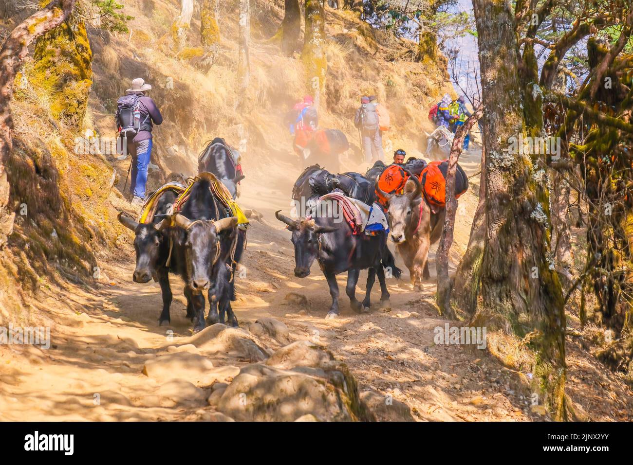 Group of domestic Yak caravan carrying tourist stuff on the way to Everest base camp in Nepal ...
