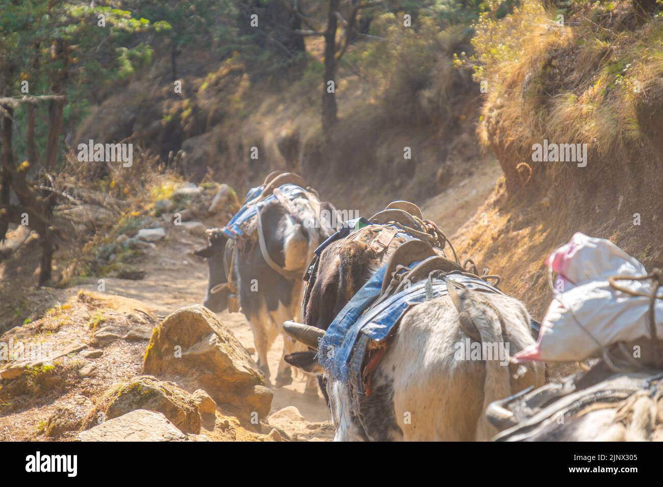 Group of domestic Yak caravan carrying tourist stuff on the way to Everest base camp in Nepal ...