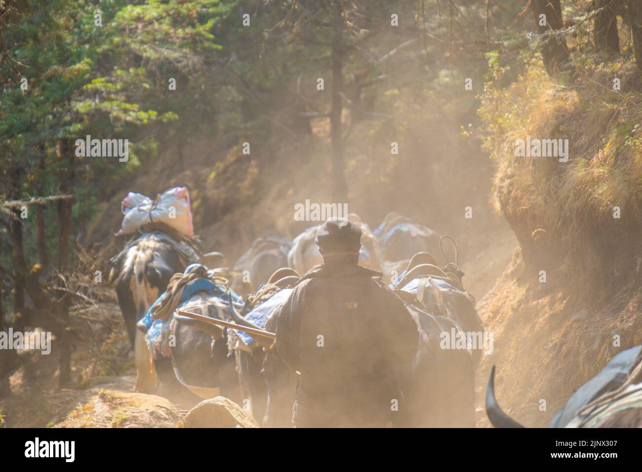 Group of domestic Yak caravan carrying tourist stuff on the way to Everest base camp in Nepal ...